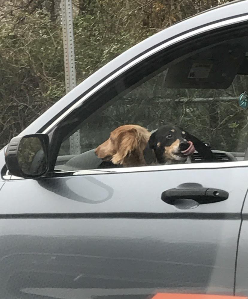 Driving in cars with dogs – Dr. Dawn the Pet Vet